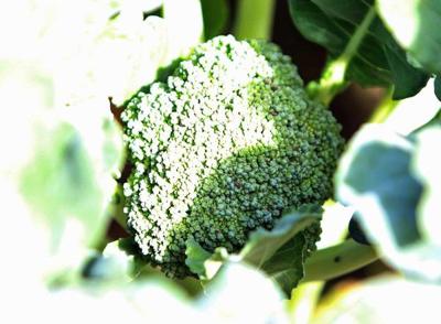 is it too late to plant cauliflower