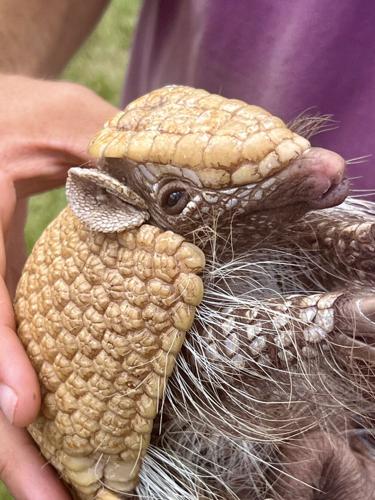 Barn Hill Preserve offers visitors fun animal encounters ...