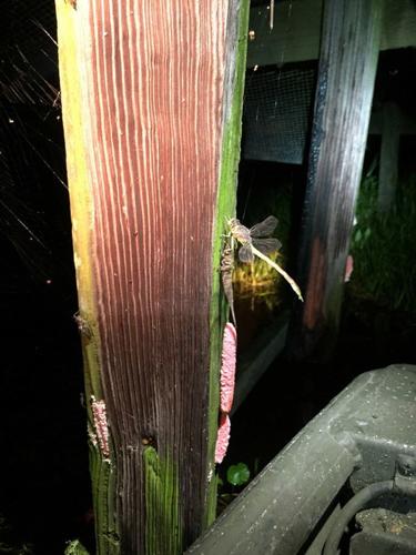 Insectarium guru heads to local swamps to collect bugs | Archive | nola.com