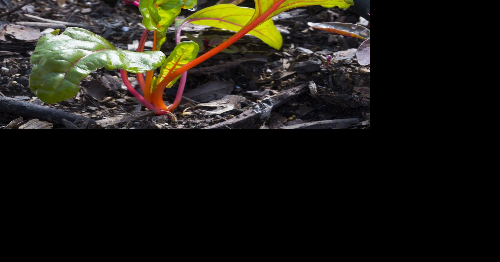 Think outside the broccoli box with fall plantings: Try kohlrabi, pink ...