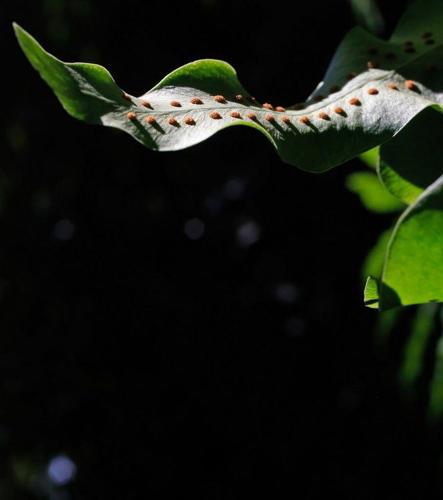 How to grow gorgeous ferns in Louisiana gardens | Home/Garden | nola.com