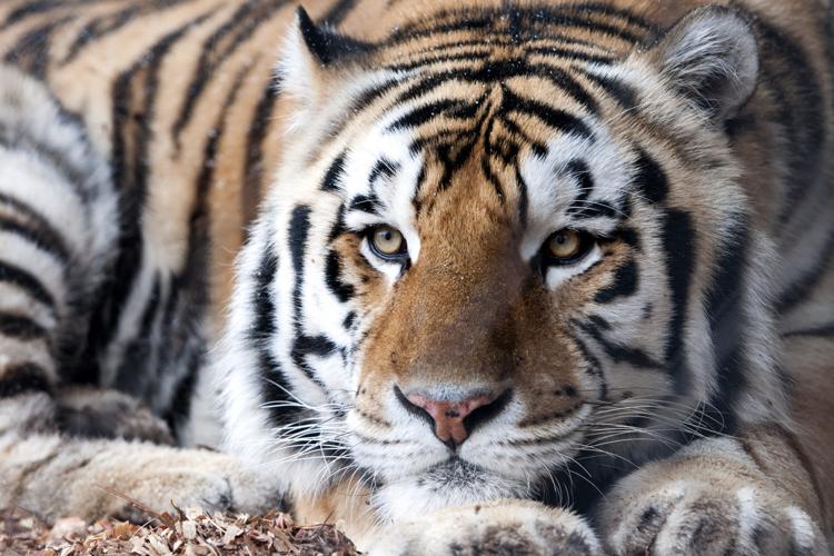 LSU's Mike the Tiger VI has died, the school announces | Education ...