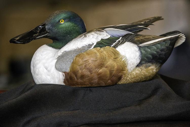 Duck body doubles | St. Tammany community news | nola.com