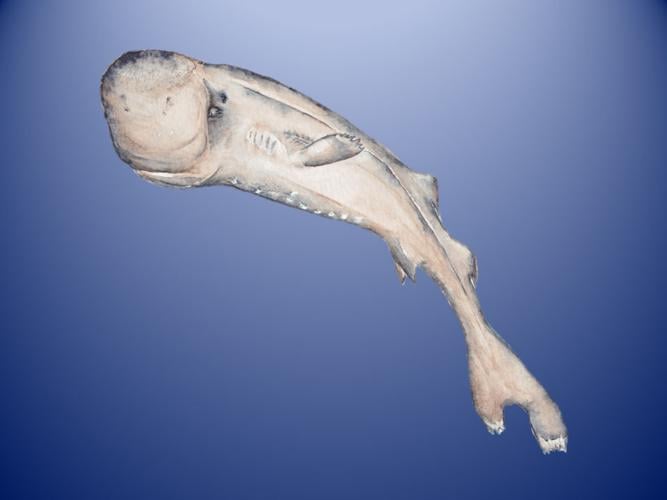 New pocket-sized shark species in Gulf of Mexico: 'It shows us how ...