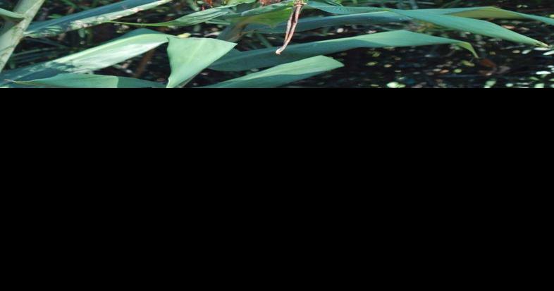 Dramatic ginger blooms spice up landscapes | Home/Garden | nola.com