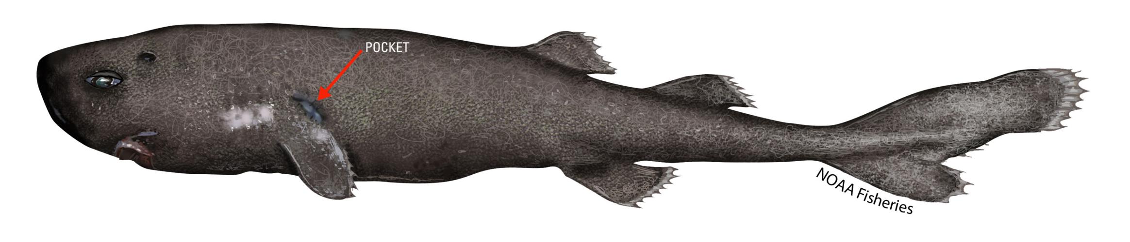 New pocket-sized shark species in Gulf of Mexico: 'It shows us how ...