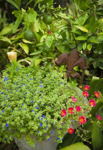 Margaret Orr Finds Gardening Brings Her Closer To The Circle Of Life Homegarden