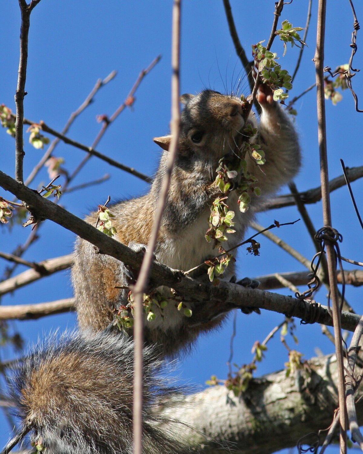 Those pesky squirrels do help our ecosystems, plant growth ...