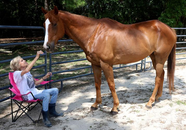 Vicari rescues horses, and wounded souls, at Folsom farm | St. Tammany ...