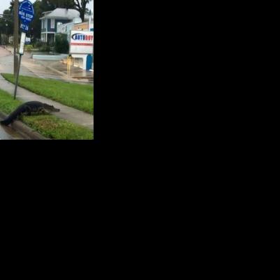 Gators expanding range into neighborhoods following Irma | Sports ...