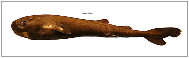 New pocket-sized shark species in Gulf of Mexico: 'It shows us how ...