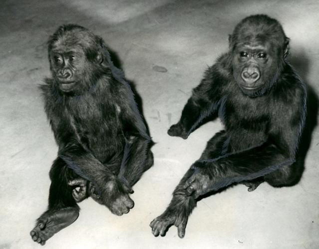 Remembering Rodney Fertel's 'gorilla' campaign for New Orleans mayor ...