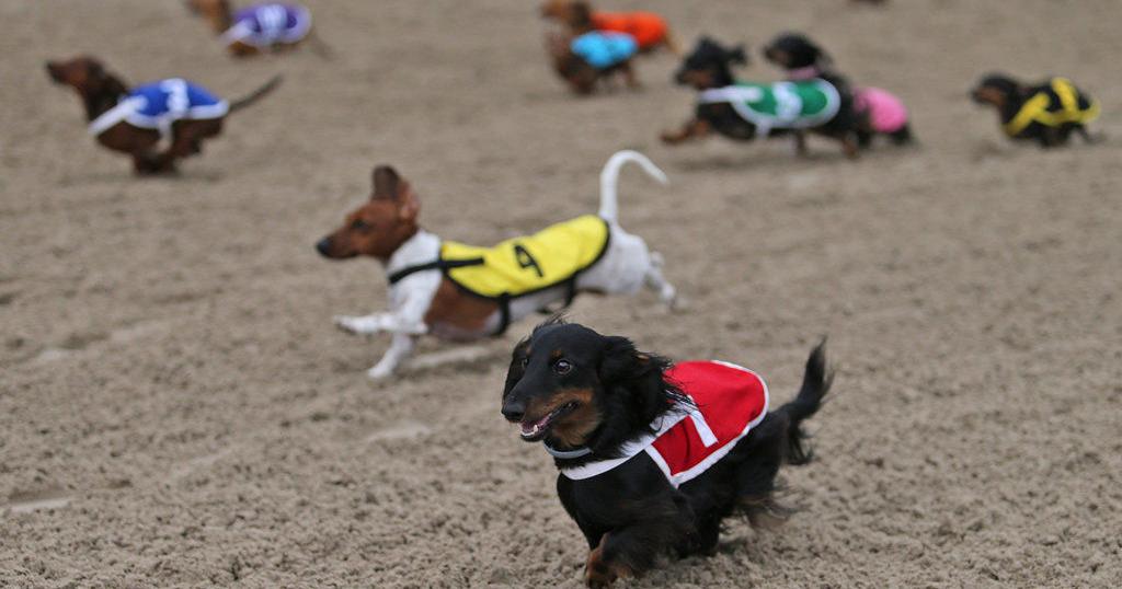 Wiener Dog Racing at the Fair Grounds: photo gallery & video | Archive ...