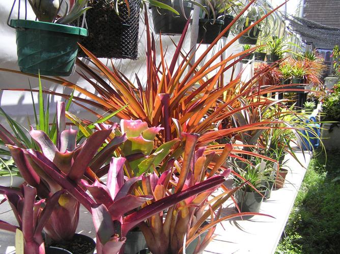 Bromeliad 'pups' can fill your garden as older plants die | Home/Garden ...