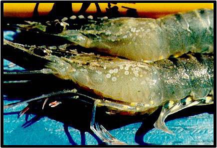 Deadly virus in Louisiana crawfish farms could imperil $300 million ...