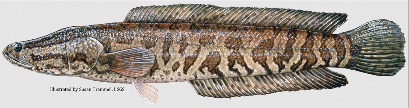 Snakehead, aggressive, air-breathing fish, invades Louisiana ...