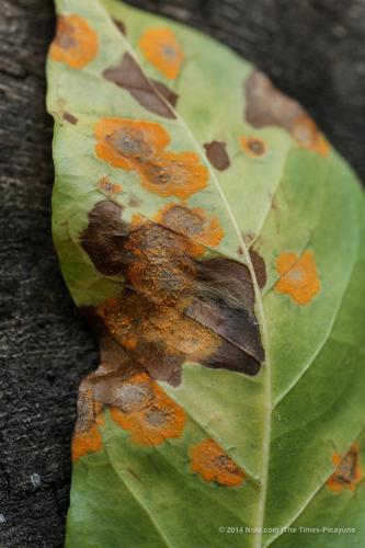 What is coffee rust and why is it pushing people to the U.S. border ...