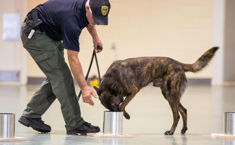 Snout first: Explosives-sniffing dogs show off skills at Mandeville ...
