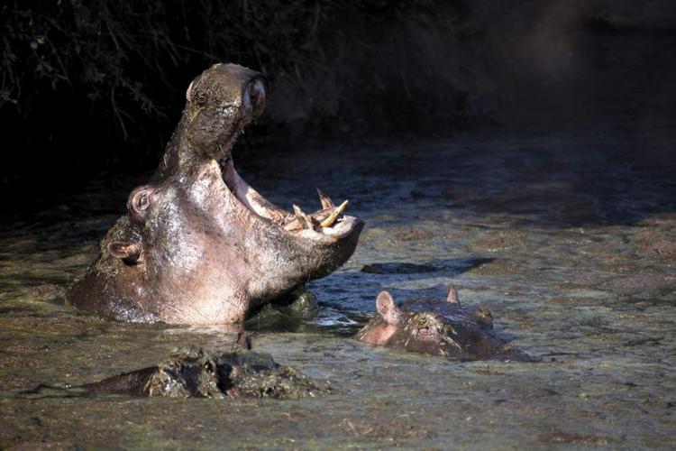 ‘Kenya 3D’ at IMAX is a spectacular look at animals in nature | Movies ...