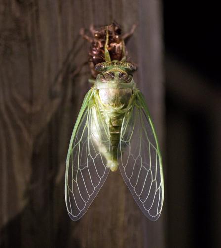 Spotted some small holes in your yard? Periodical cicadas are emerging ...