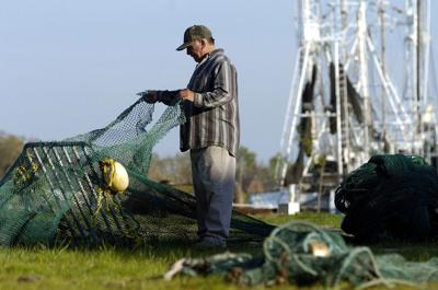 Turtle escape-hatches now required in more shrimp nets | News | nola.com