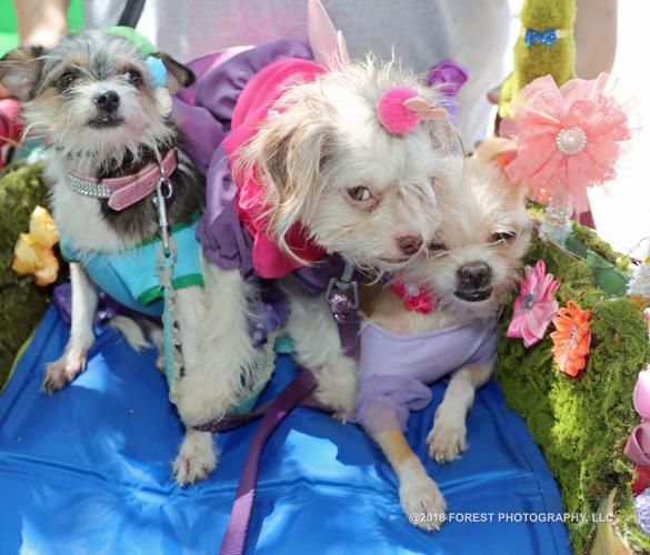 Spring Fling Pet Fest all about the fun, and raising awareness ...