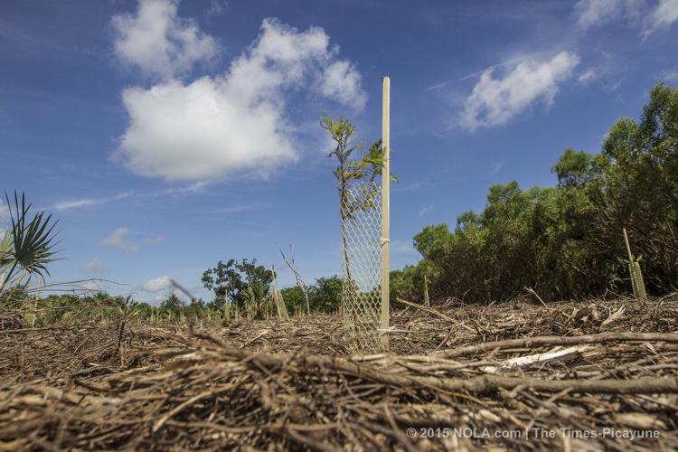 Common Ground Relief provides plants and volunteers for wetlands ...