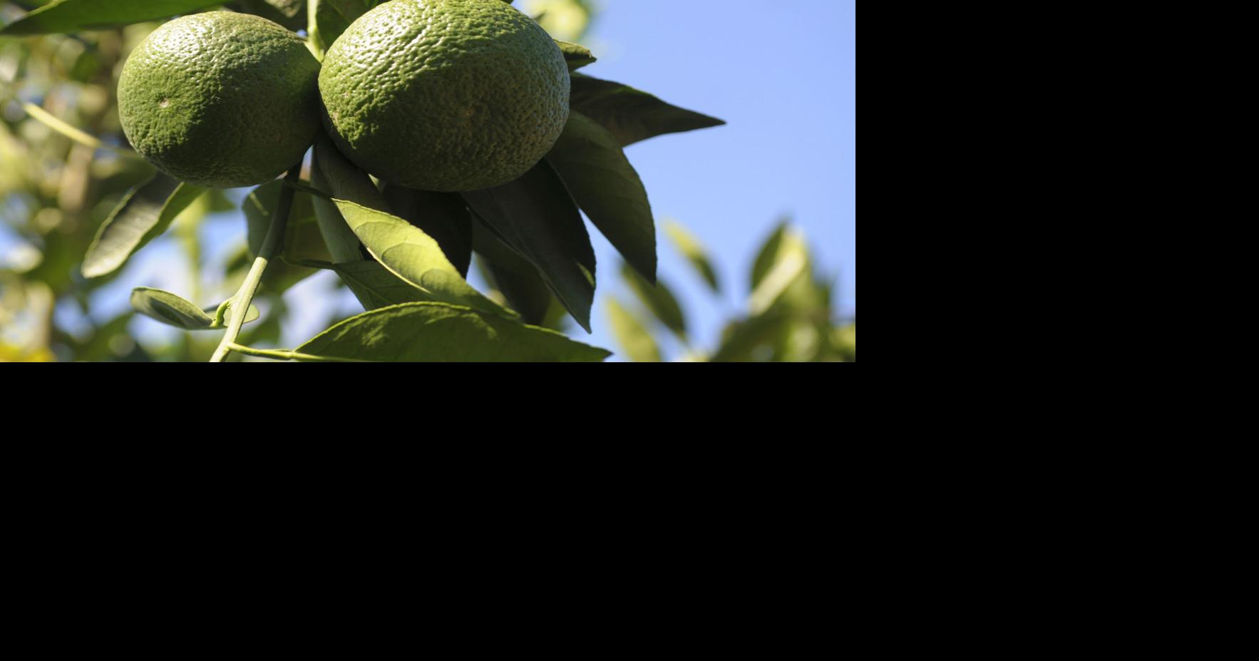 A not so little bug is to blame for dry rot in satsuma, but a plant ...