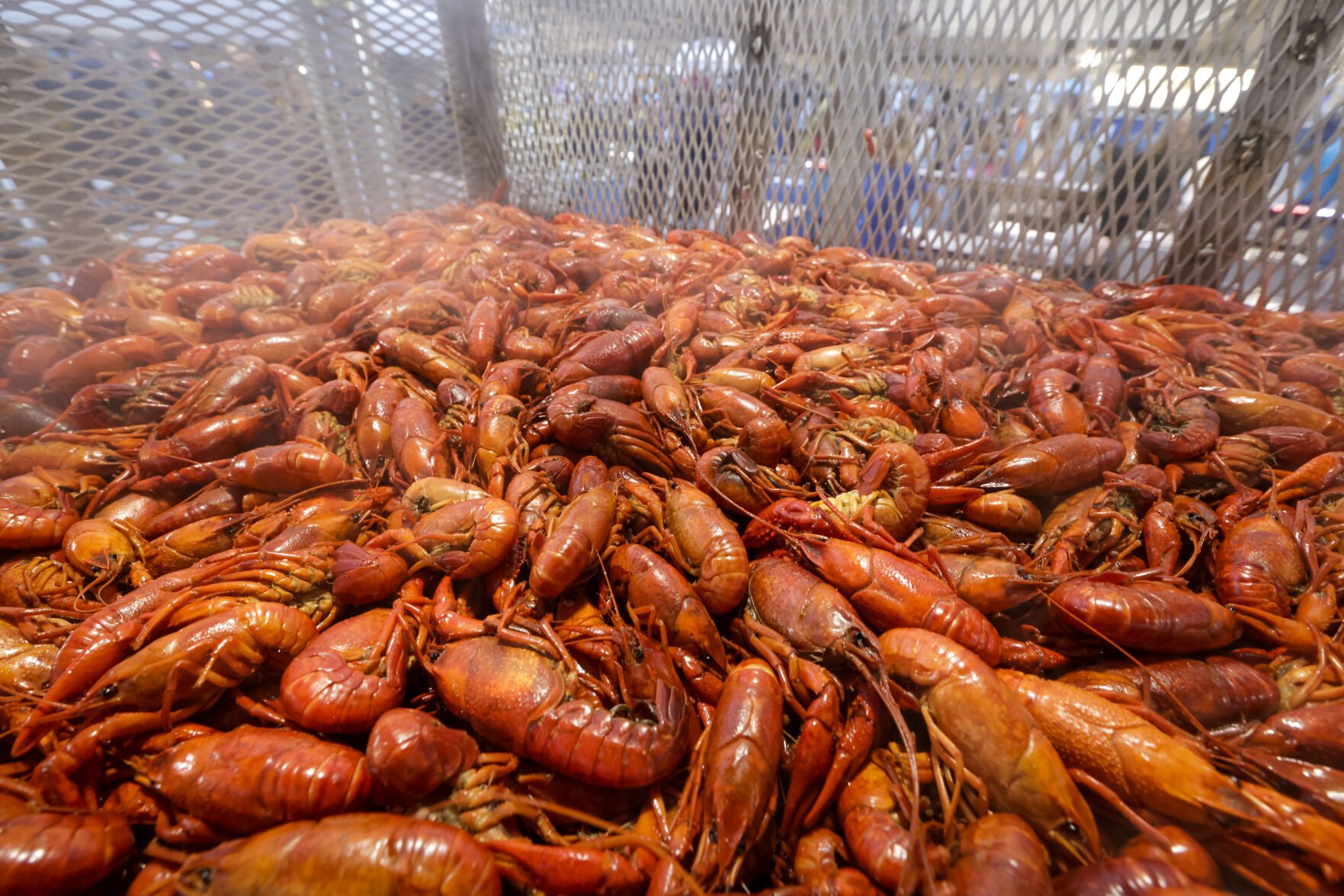 Foreign crawfish sold at Louisiana Crawfish Festival | News | nola.com