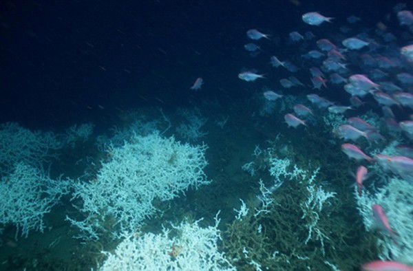 Deep sea coral thrived during periods of sea level rise, study finds ...