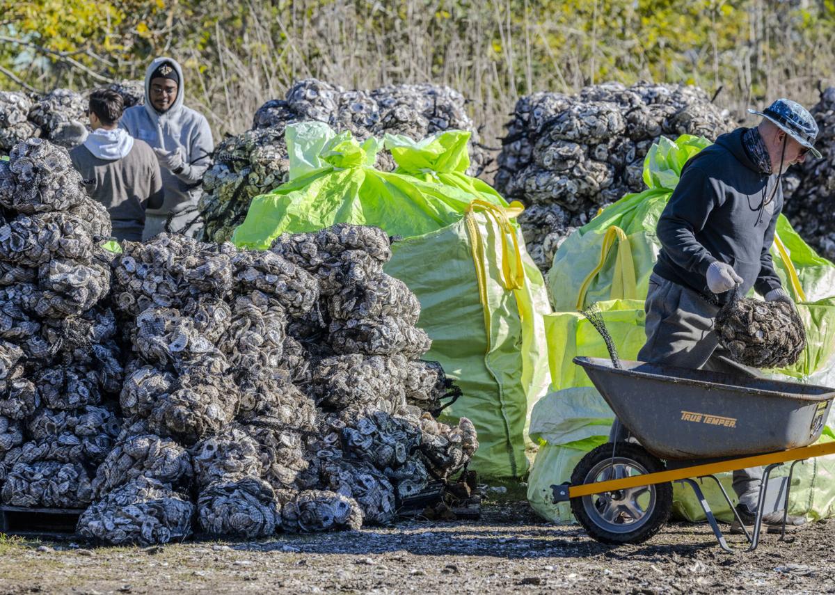 Volunteers use oyster shells to fight Louisiana coastal loss ...