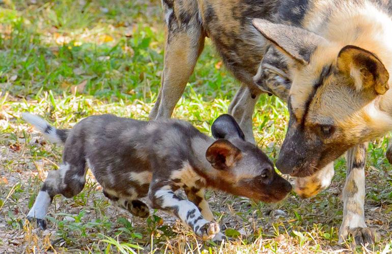 Photos: Get to know African painted dogs | Photos | nola.com