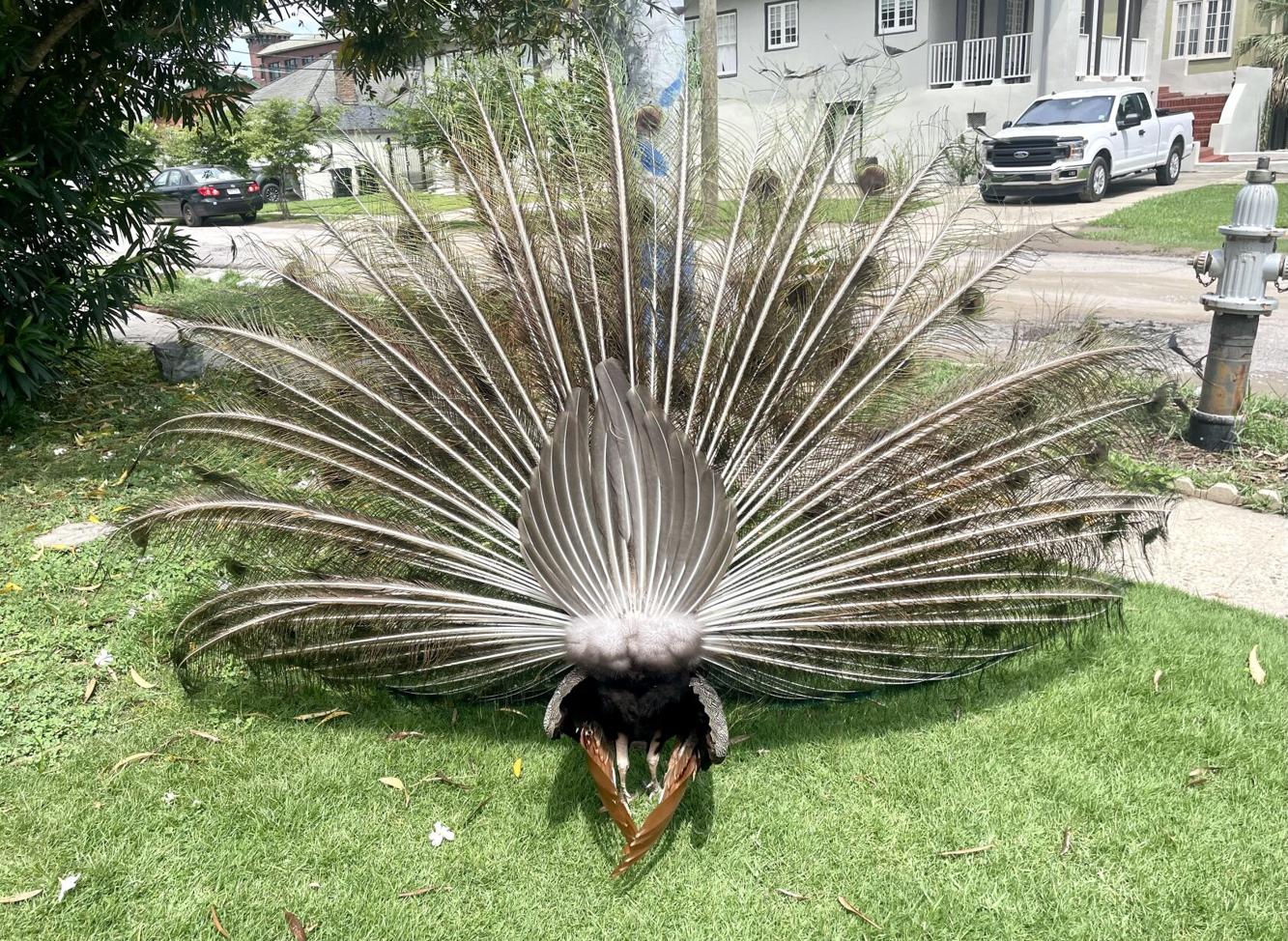Meet the wild peacocks that bond New Orleans’ neighborhoods ...
