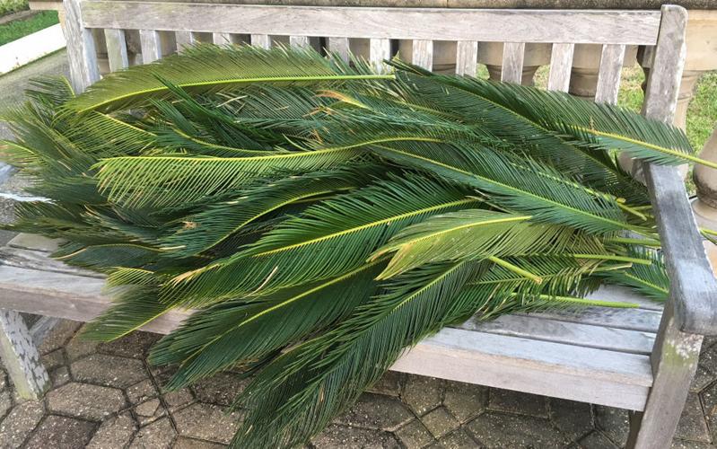 Gretna Knights of Columbus continue Palm Sunday tradition | Archive ...