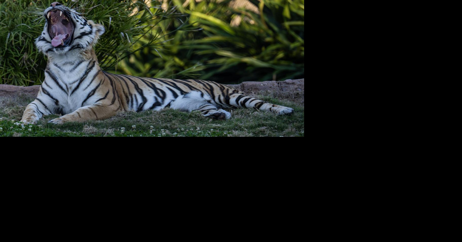 BR.mikevii.012226_1020 MJ.JPG | | nola.com