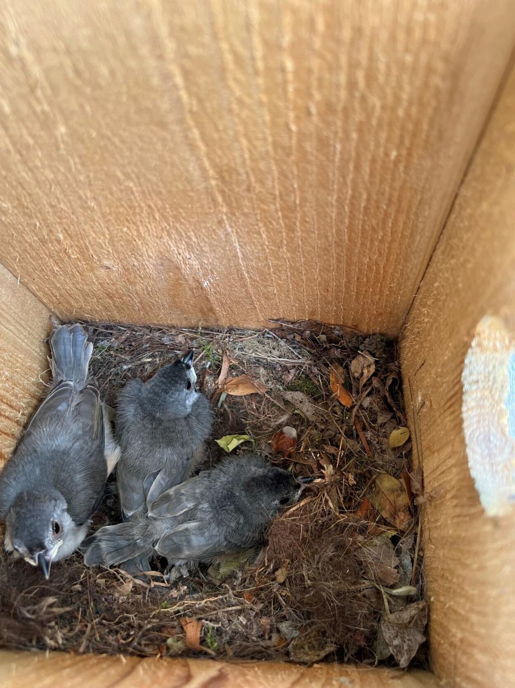 titmouse nesting material