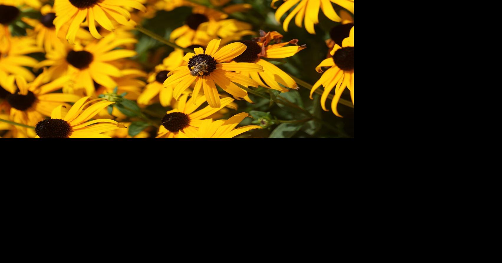 How to support pollinators in your garden | Entertainment/Life | nola.com