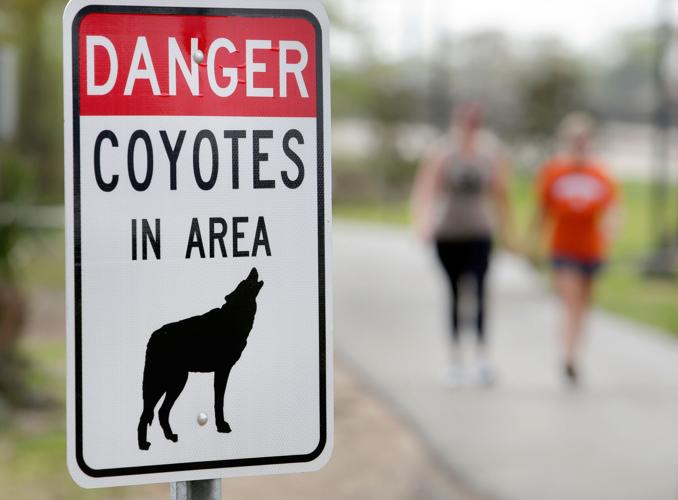 Coyotes in Metairie have killed pets | Jefferson Parish | nola.com