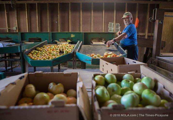Creole tomato farmer keeps family, South Louisiana tradition alive ...