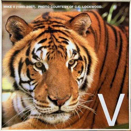 Where are the resting places of the deceased Mike the Tigers | Curious ...