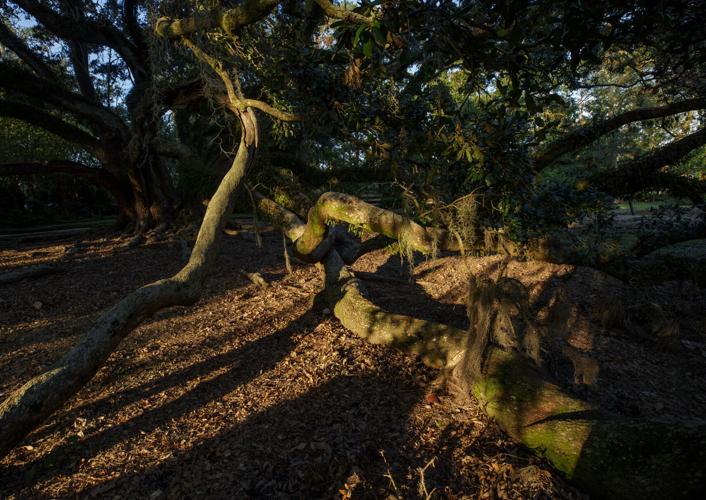Seven Sisters Oak stands tall through the storm, again | St. Tammany ...