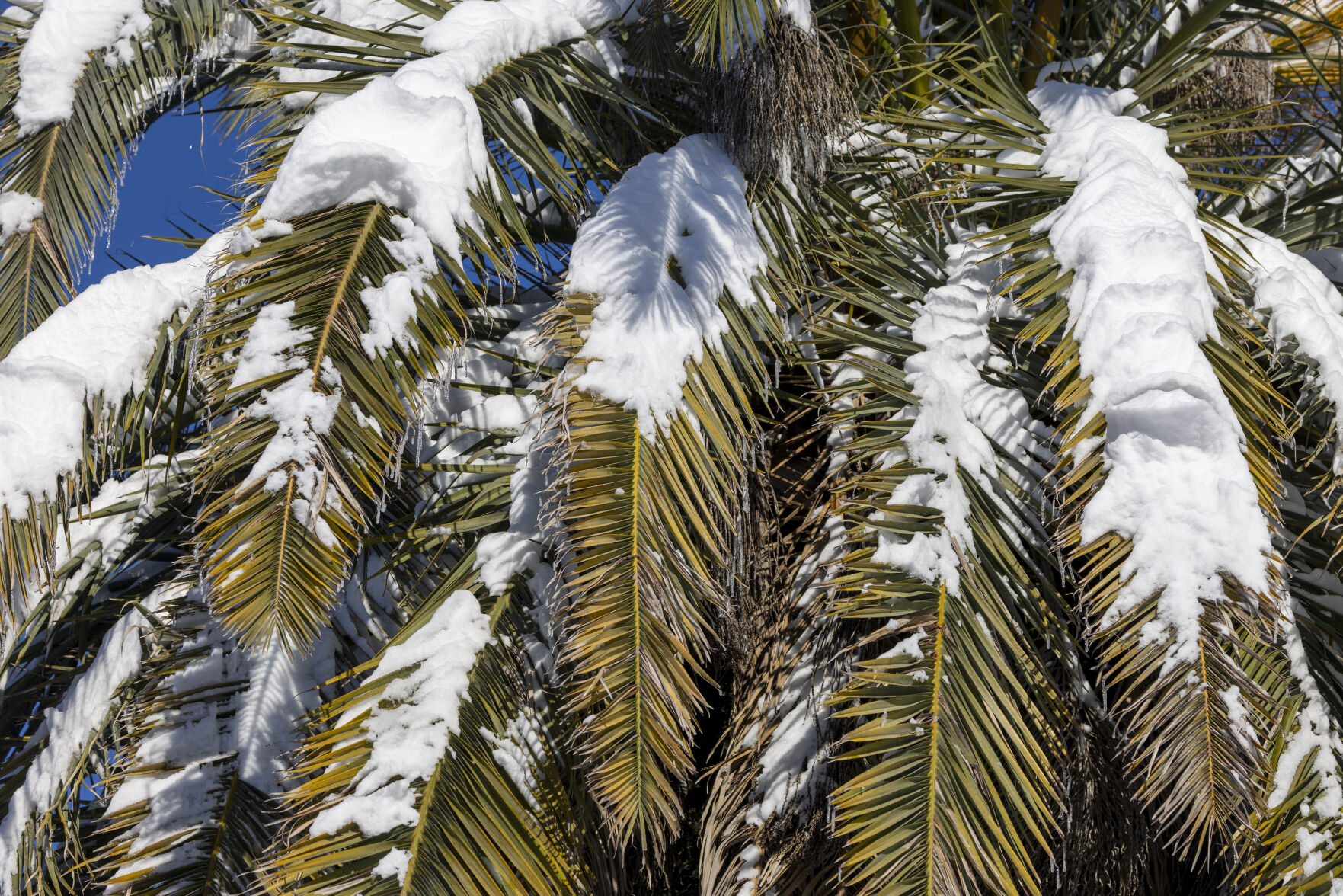 Cold-damaged plants? Be patient, or scrap them - your choice | Home ...