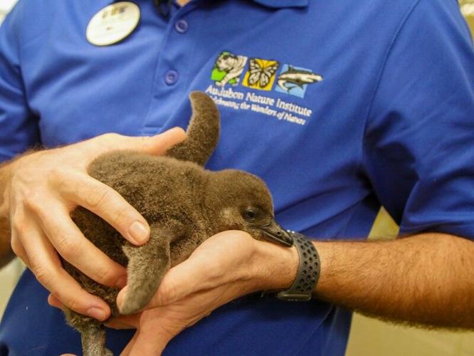 The Audubon Aquarium named its newest baby penguin. See what inspired ...