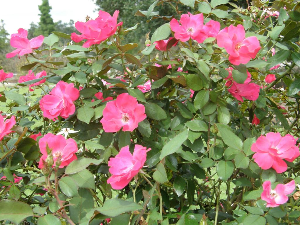 knockout rose tree care
