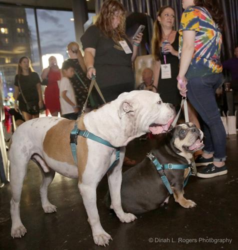 Dogs don fashion for Rescued on the Runway | Parties/Society | nola.com