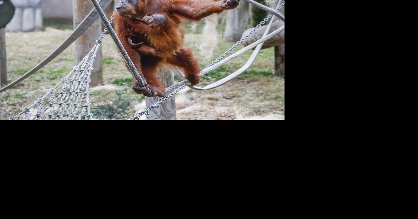 We spent the afternoon hanging out with the New Orleans Audubon Zoo ...