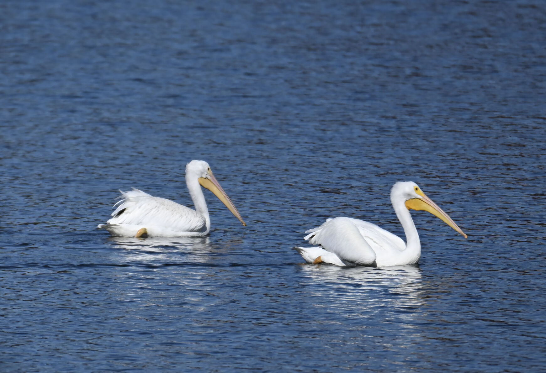 BR.christmaspelican.adv HS 015.JPG | | nola.com