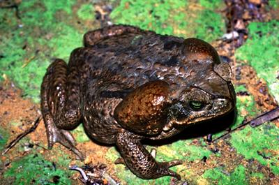 Poisonous toads are plaguing this town in Florida: report | Environment ...