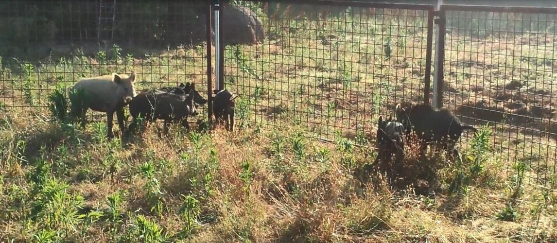 How Louisiana farmers and scientists battle invasive hogs | Environment ...