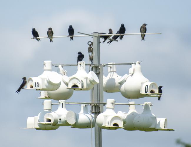 Neighbor takes aim at purple martin houses in Harahan | Jefferson ...